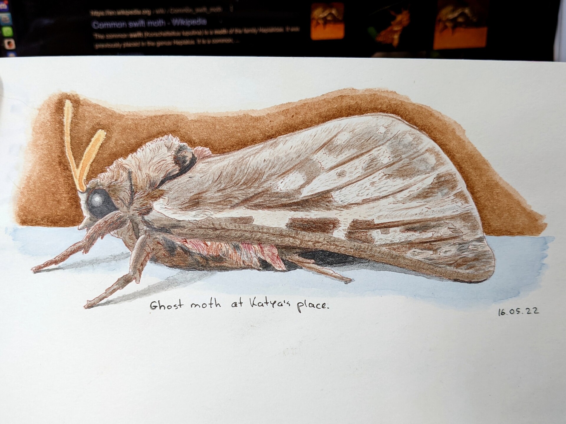 ArtStation - Ghost Moth drawing