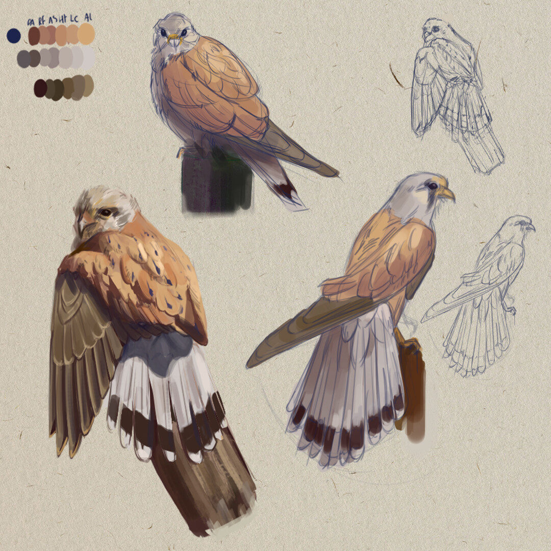 ArtStation - Bird Sketches
