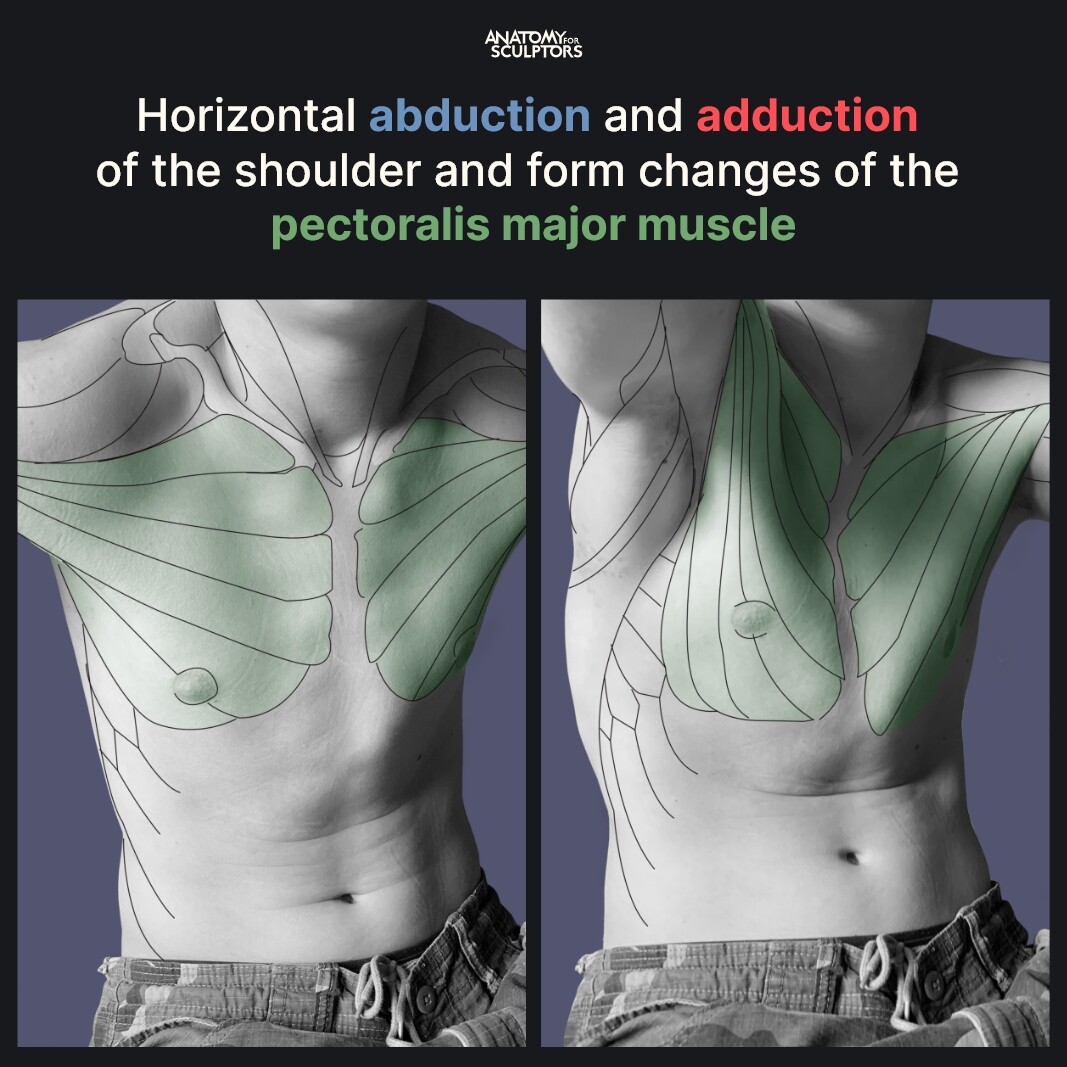 horizontal abduction movement