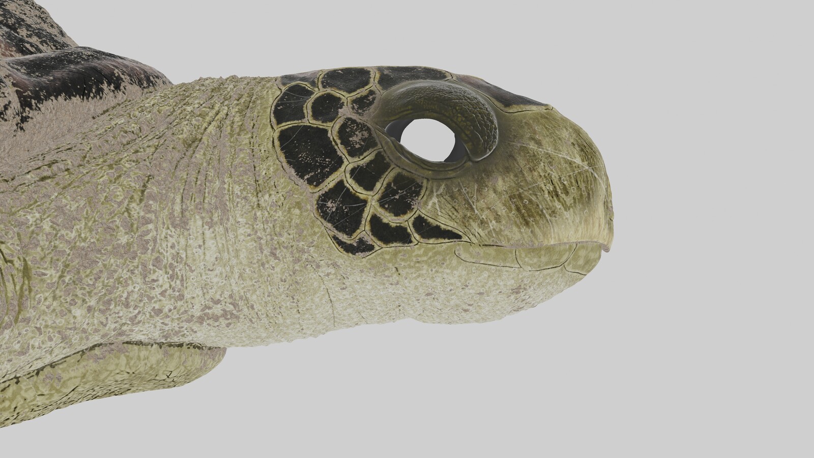 Aswin Anand - Sea Turtle Head