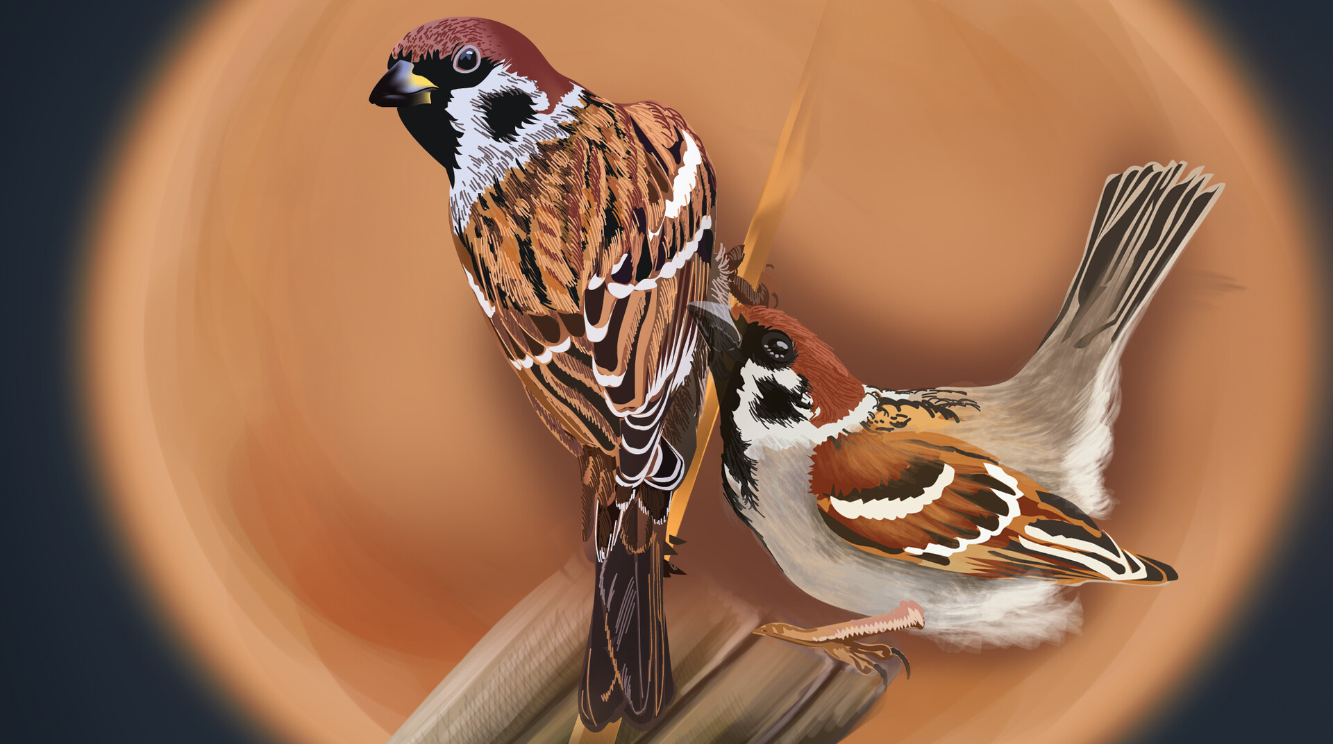 ArtStation - Sparrows Time-lapse Painting In Illustrator cc