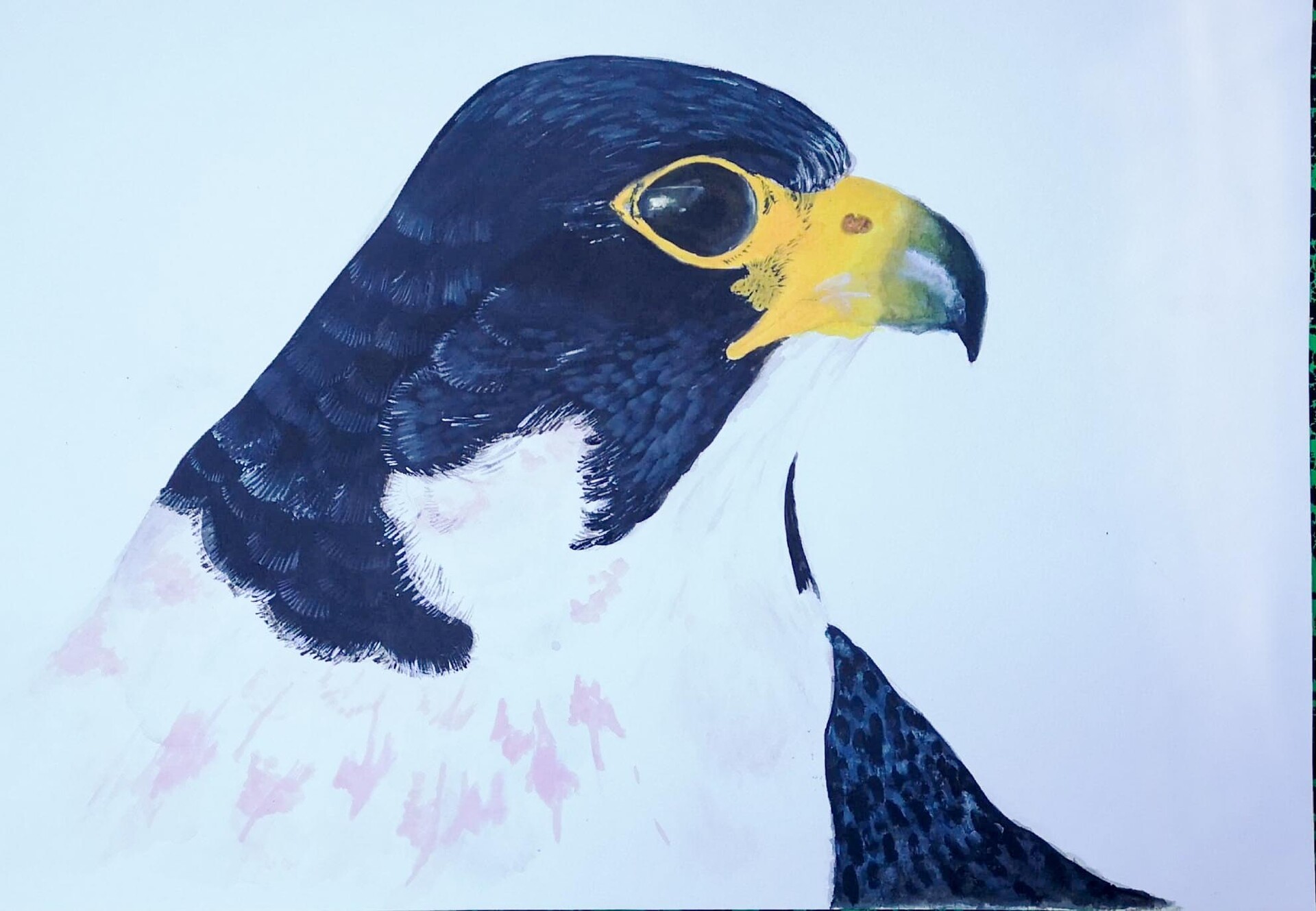 ArtStation - Observation study (animals)