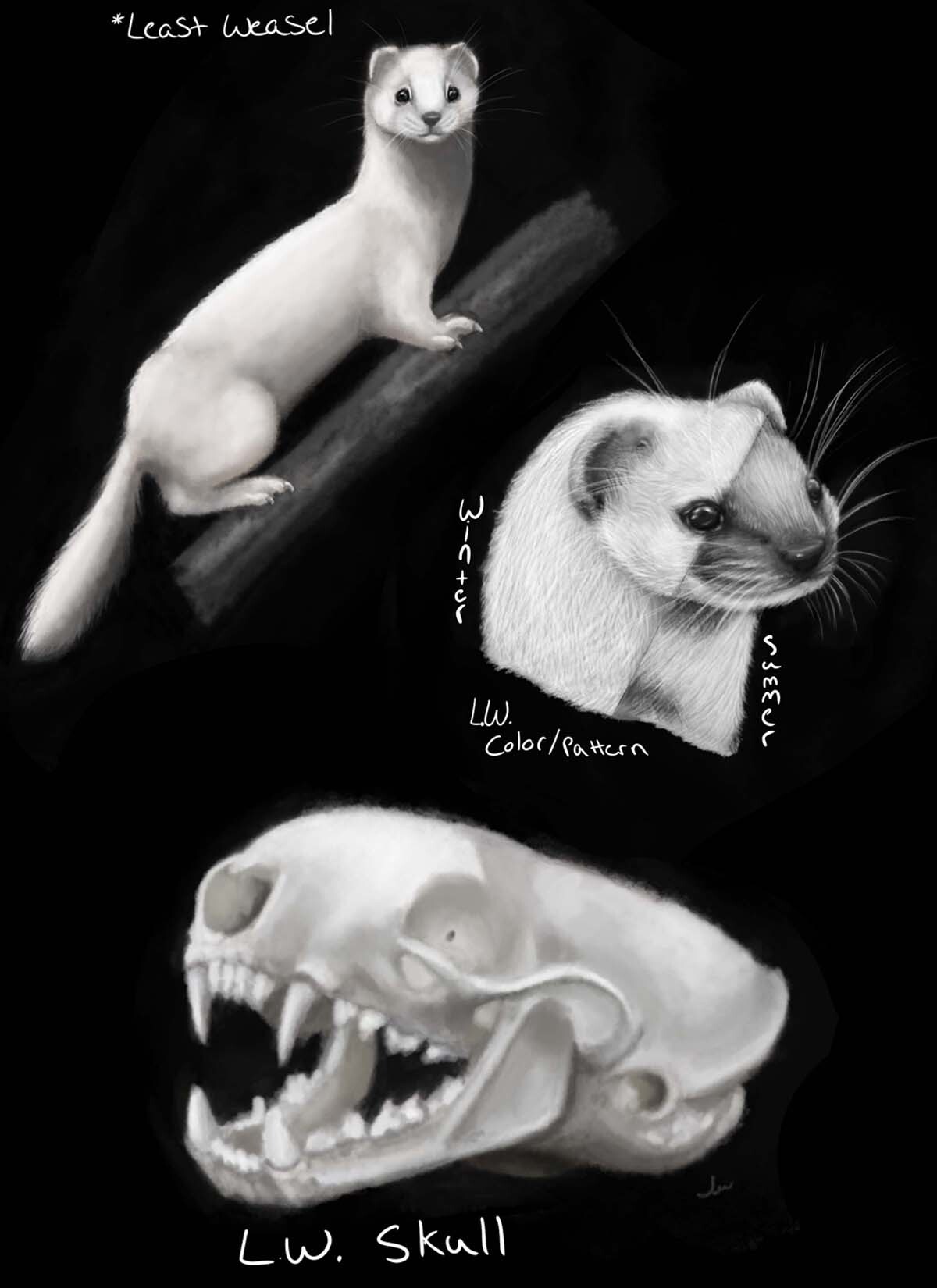 weasel skull drawing