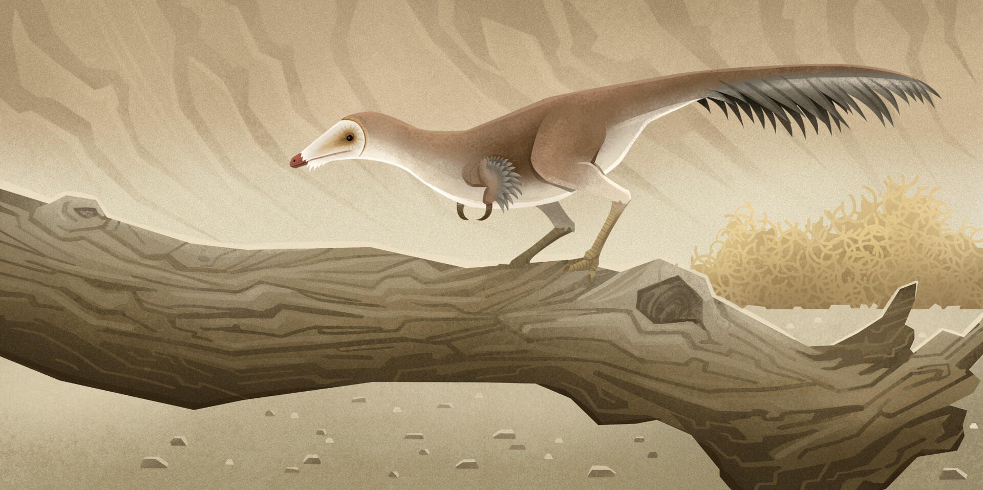 Greco Westermann - Mononykus