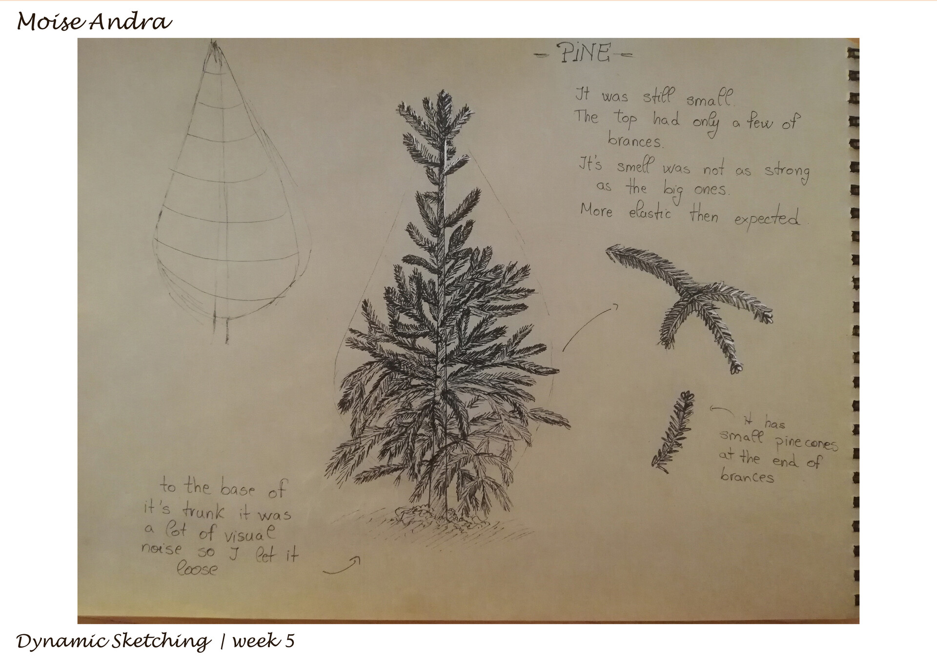 Andra Moise - Nature study