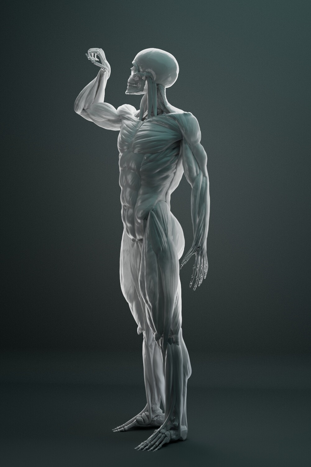 ArtStation - Anatomy study - Ecorché