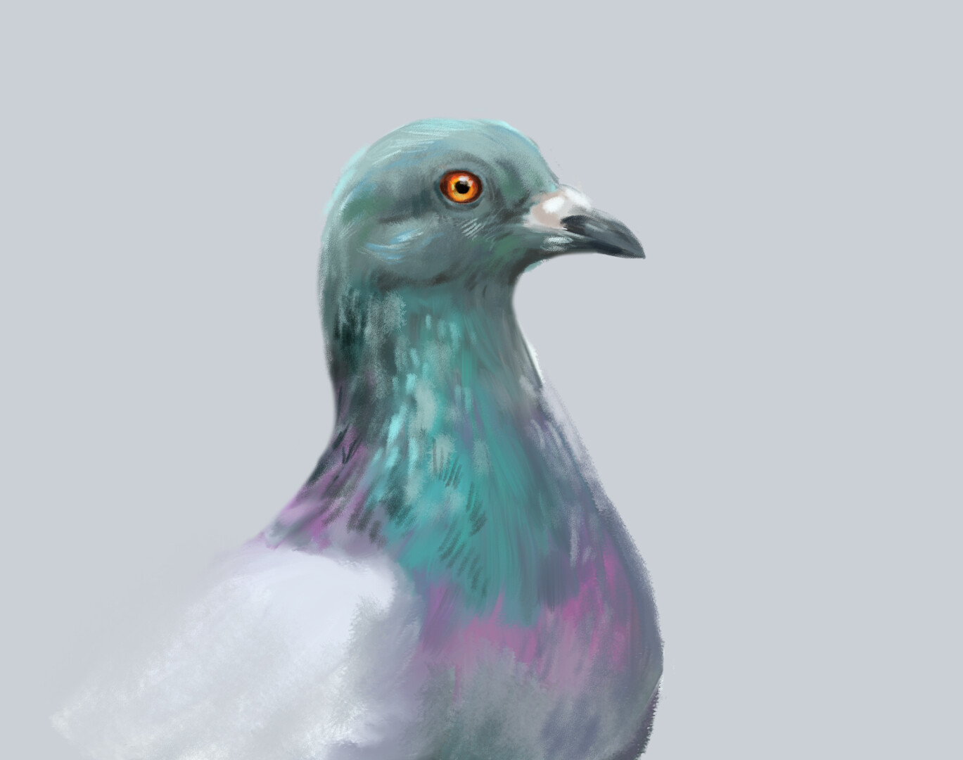ArtStation - gray Pigeon