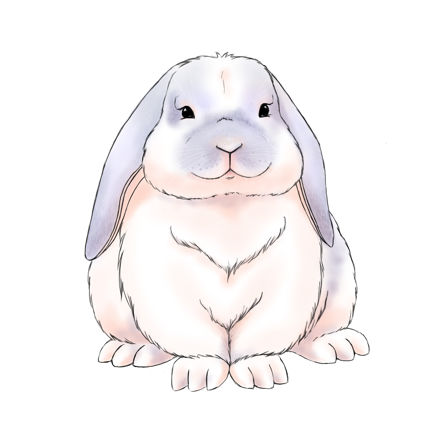 how to draw a lop rabbit