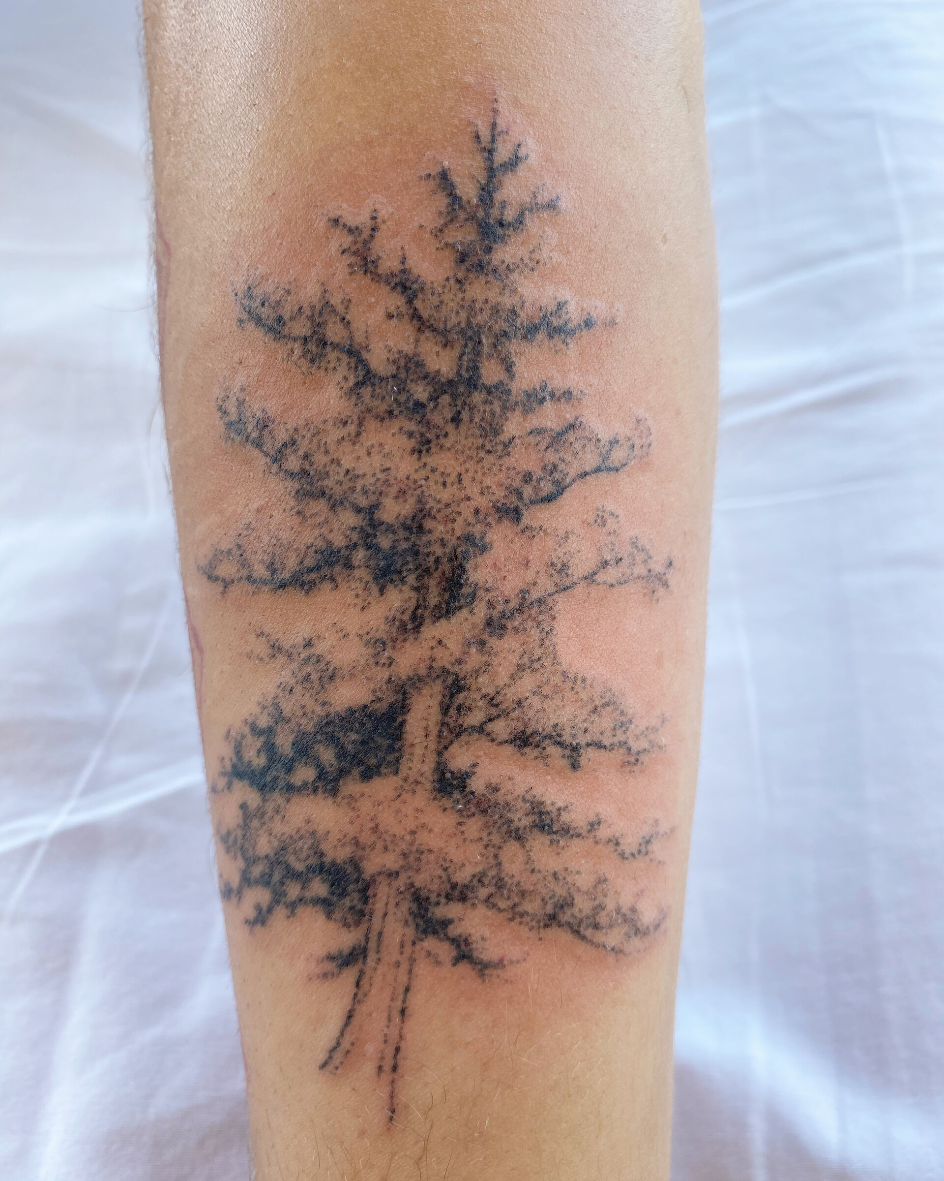 Pine Tree Tattoos Forearm