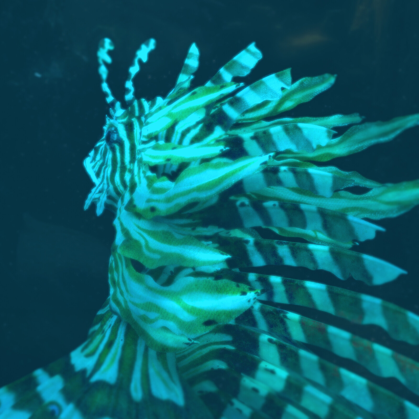 MinKyeong Jung - Lionfish Mermaid