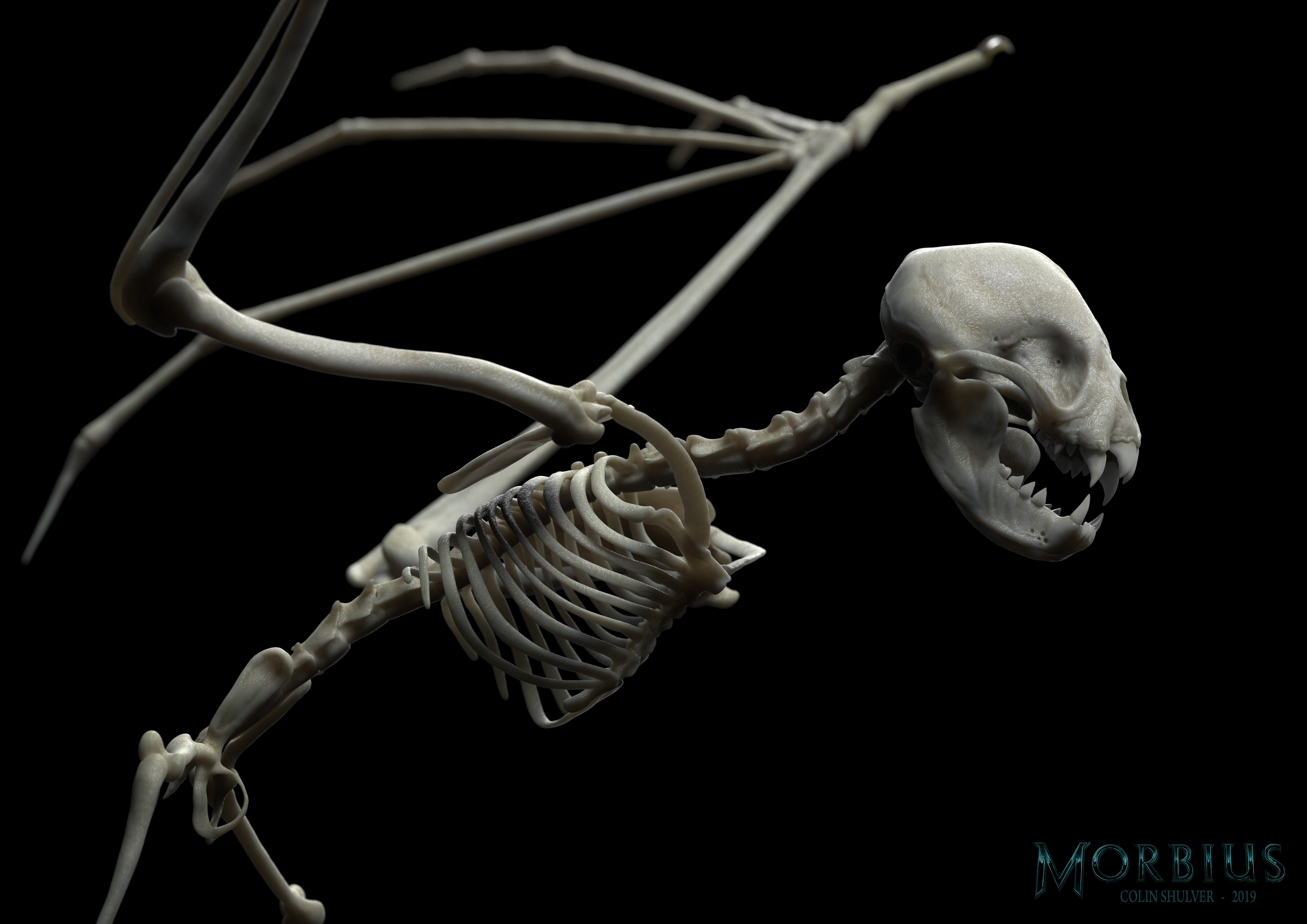 vampire bat skeleton