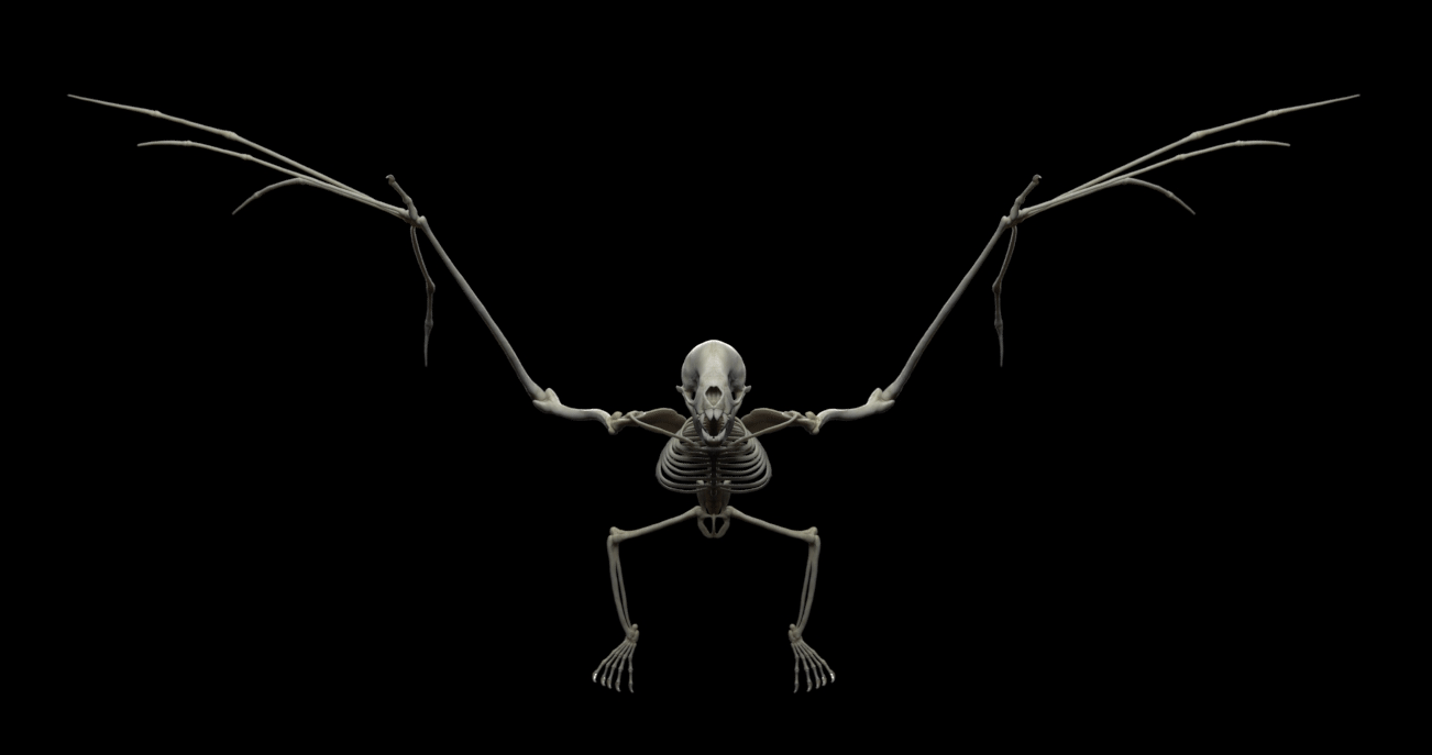 Vampire Bat Skeleton