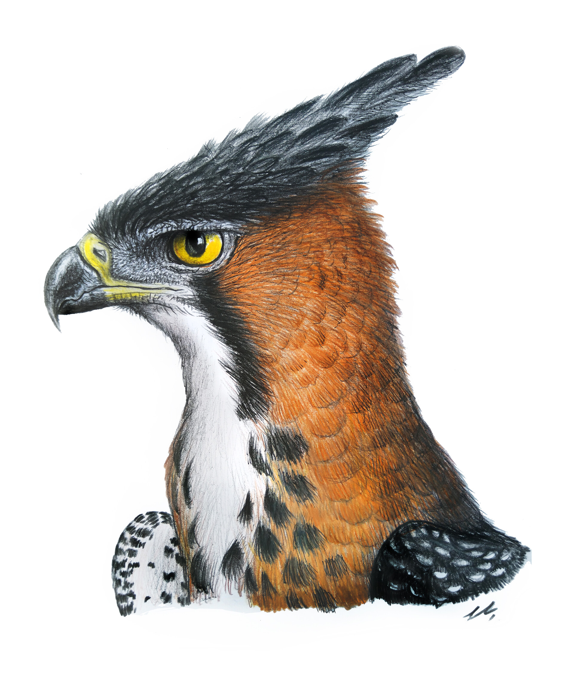 ArtStation - Manual Illustration of an Ornate Hawk-Eagle (Colored pencil)
