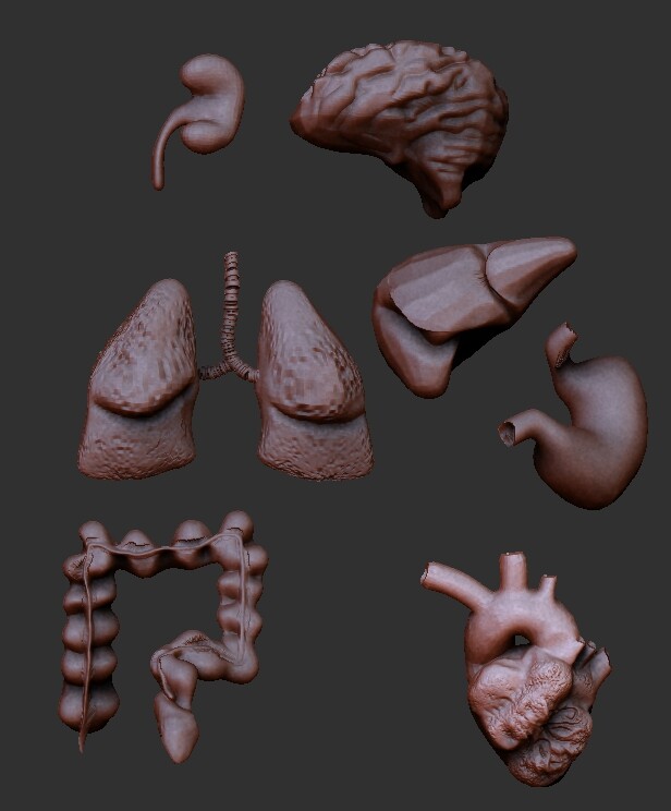 ArtStation - HUMAN ORGANS