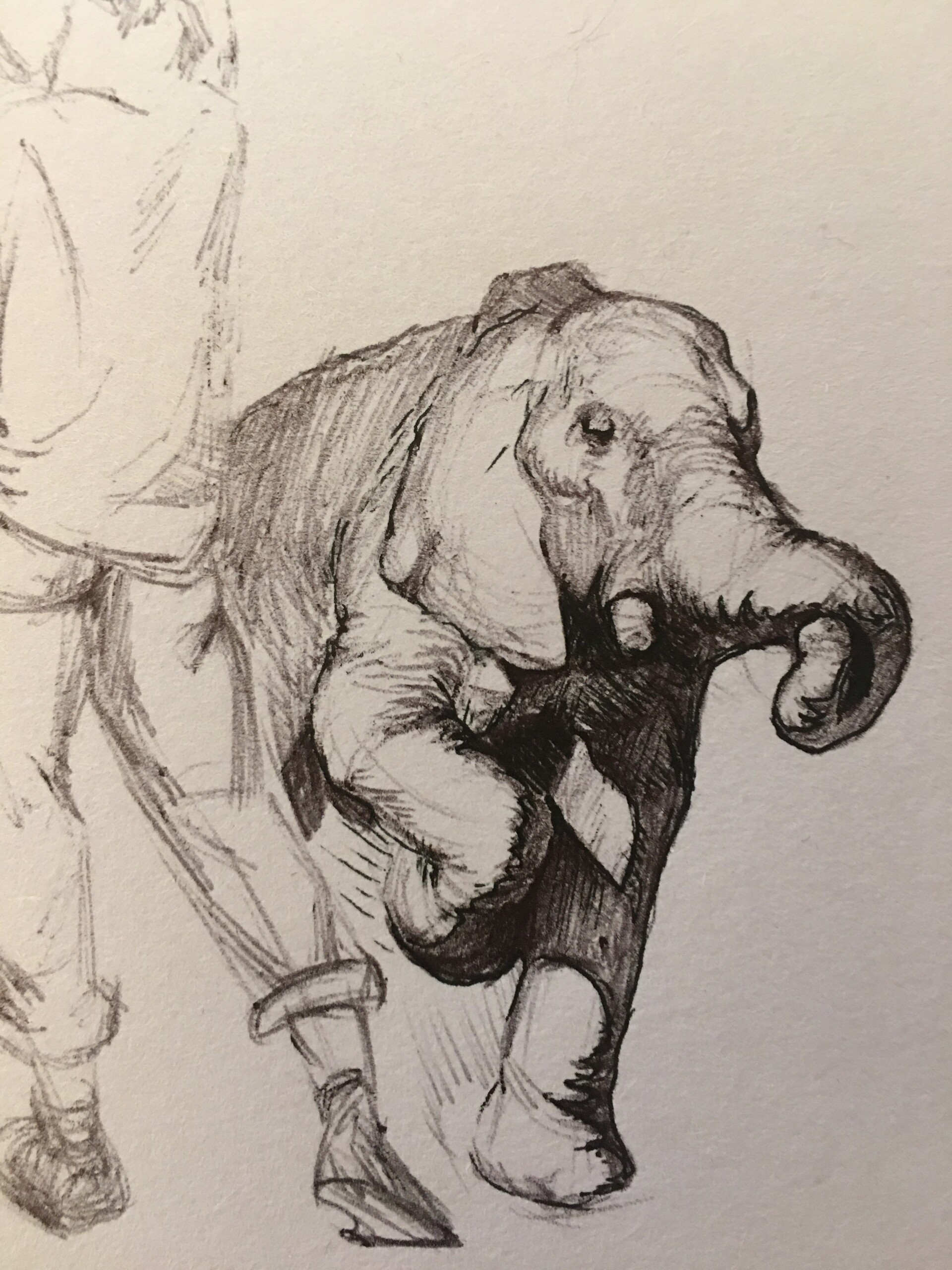 ArtStation - Elephant sketch