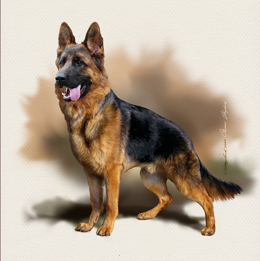 ArtStation - German Shepherd