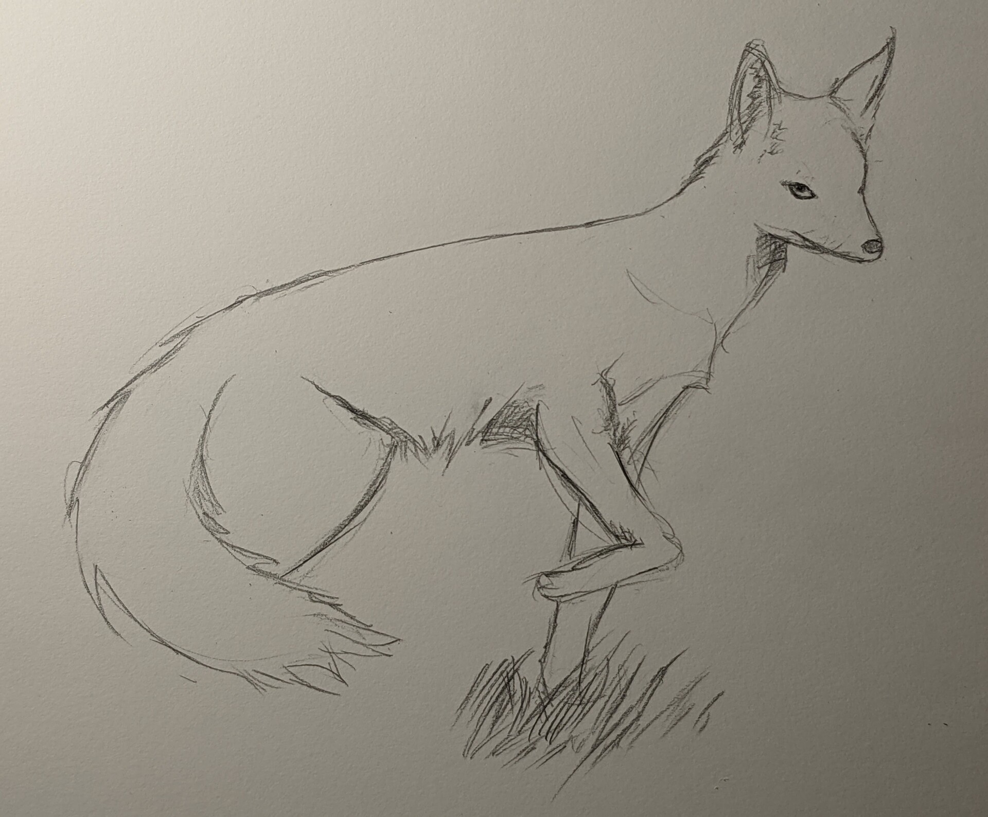 how to draw kit fox