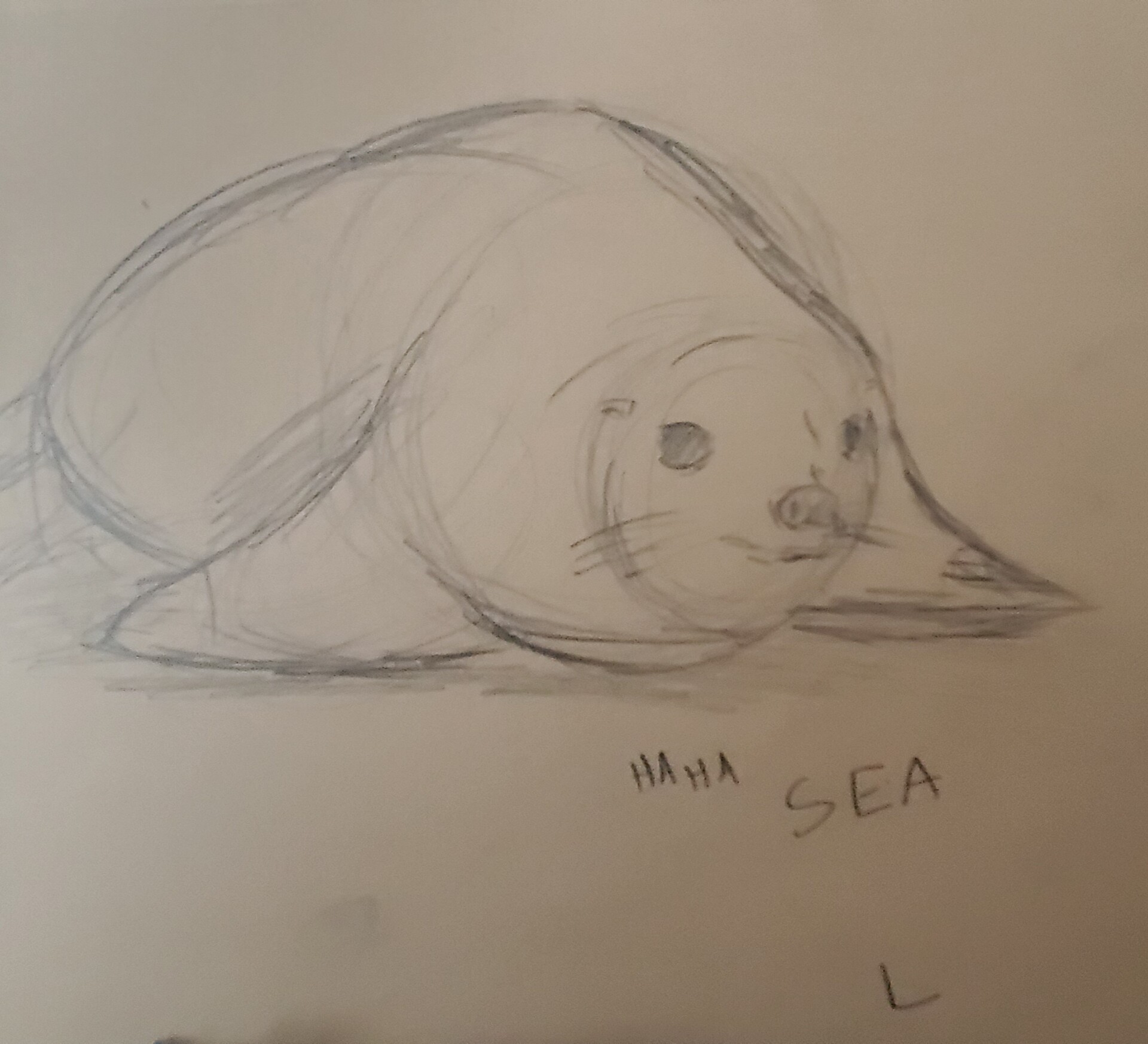 Realistic Seal Drawing