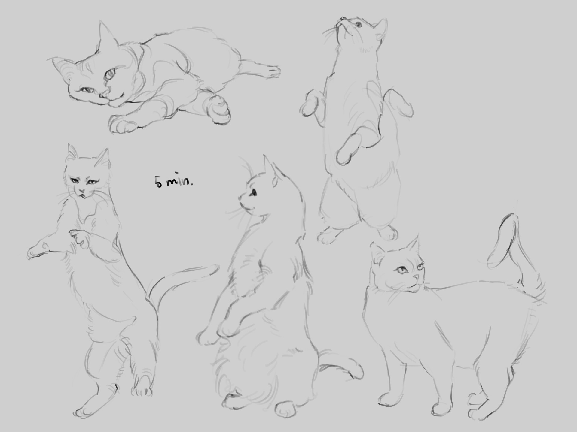 ArtStation - Cat Studies