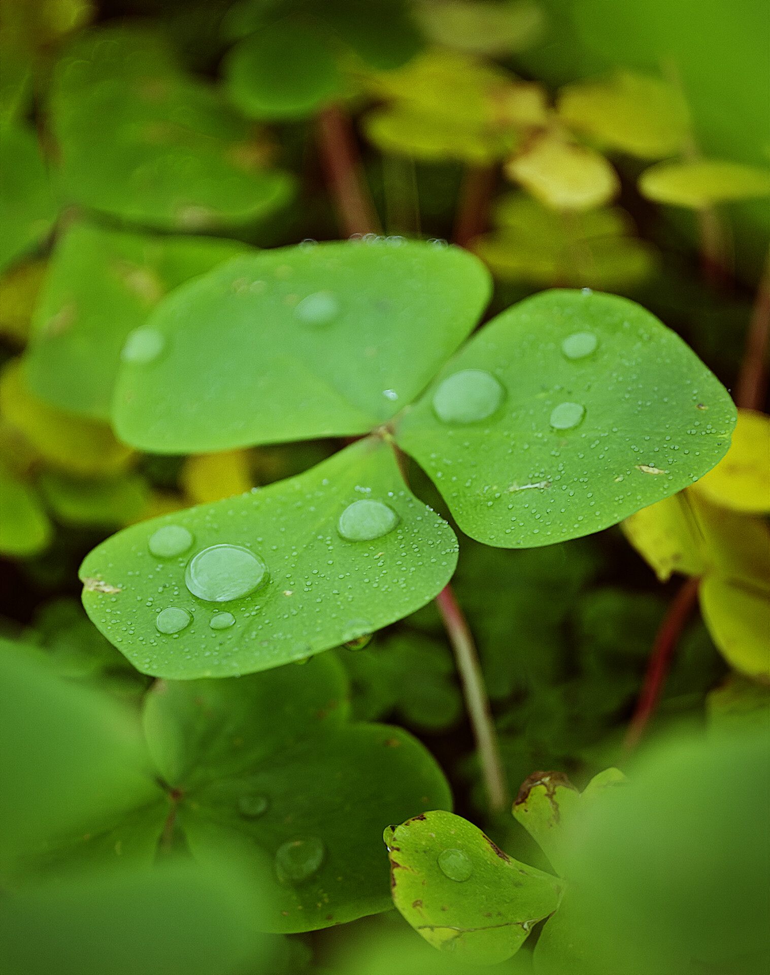 ArtStation - Morning Dew