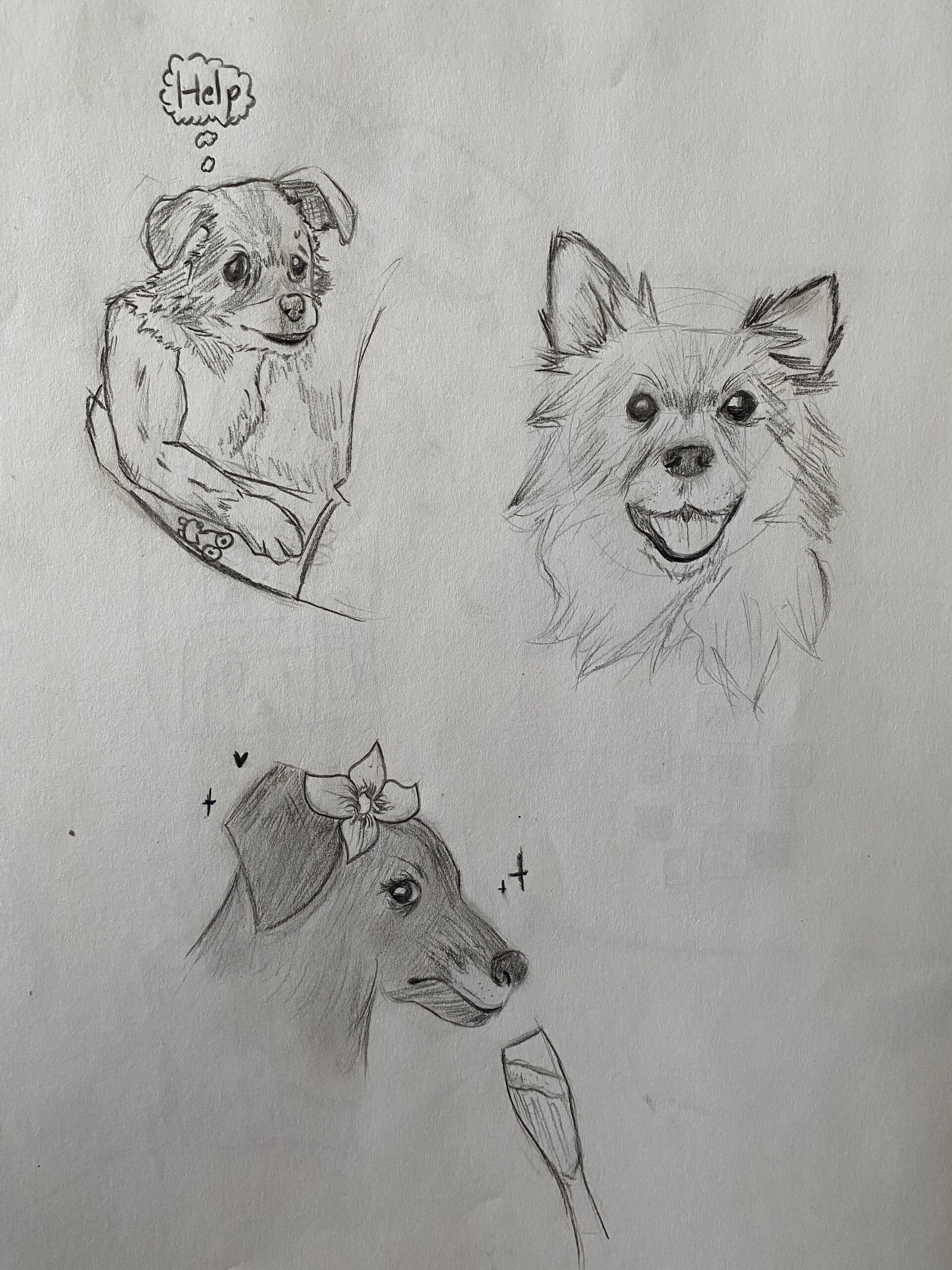 ArtStation - Dog study