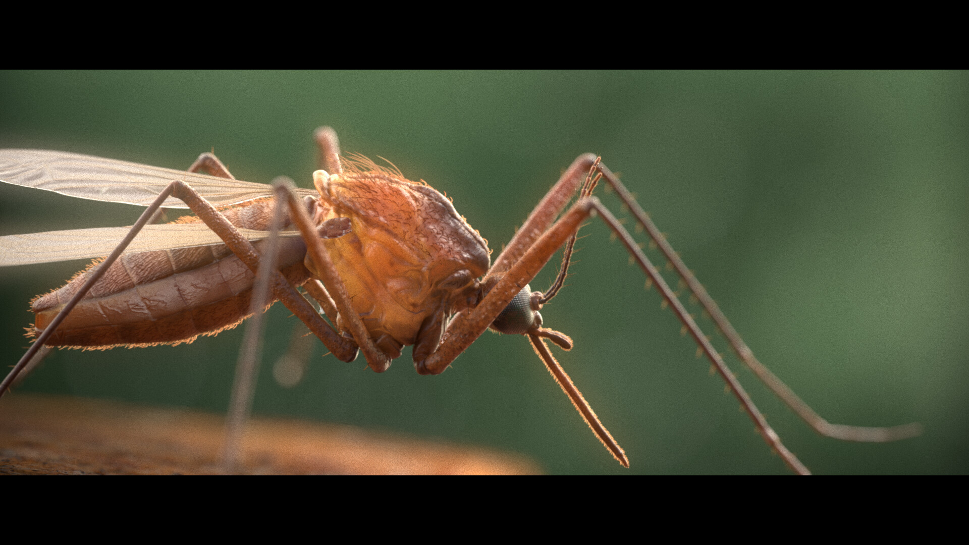 Vincent Lo - Zevo Bugs