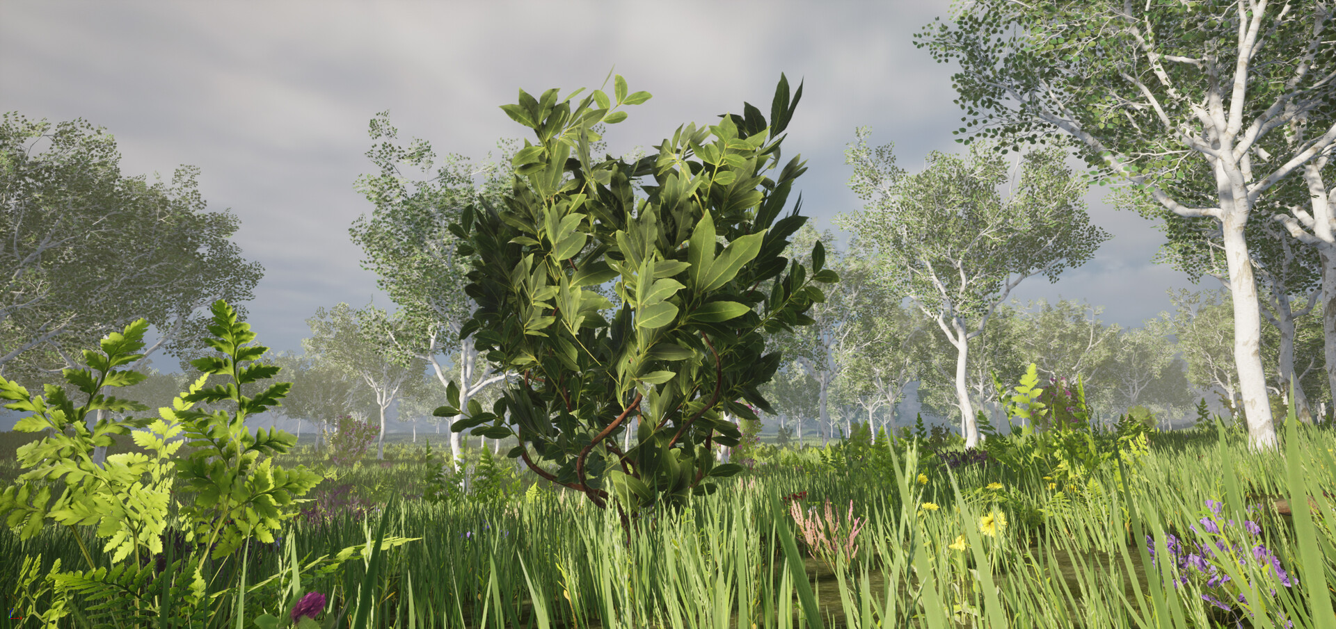 Miriam Kieri - Bay Leaf Shrub