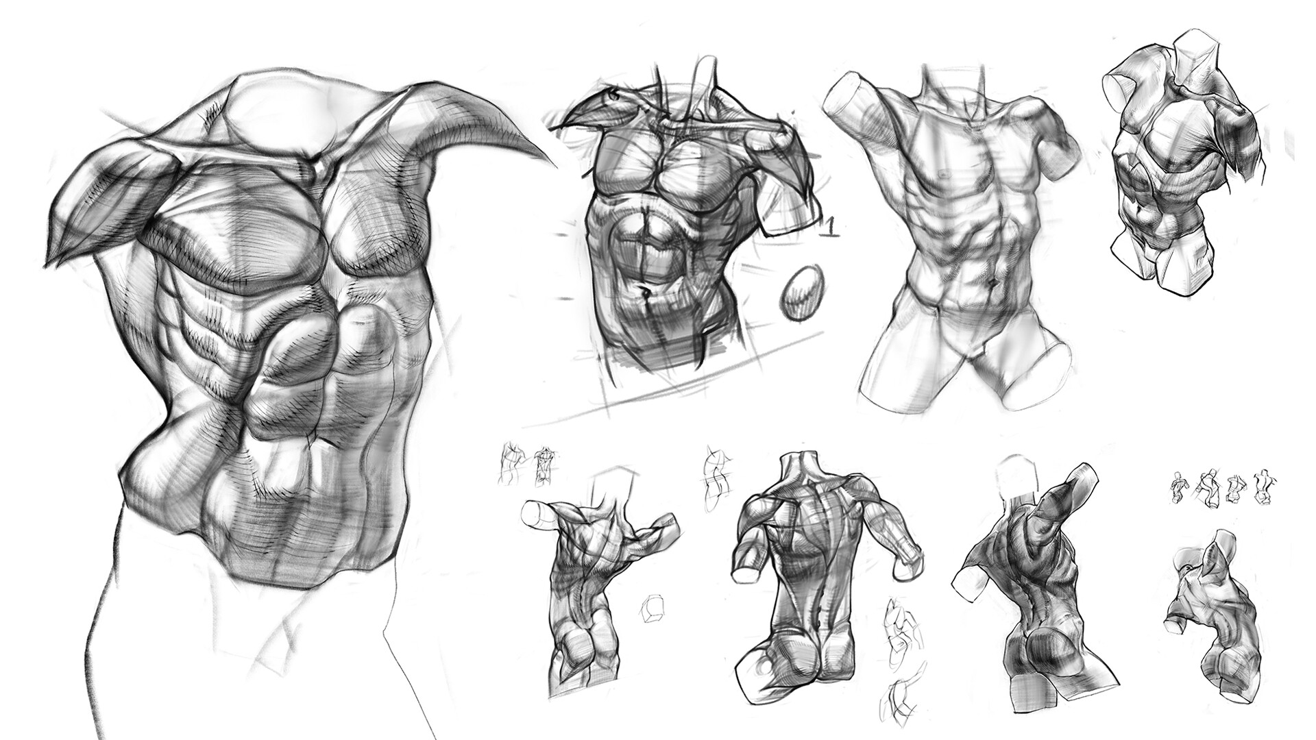 ArtStation - torso studies