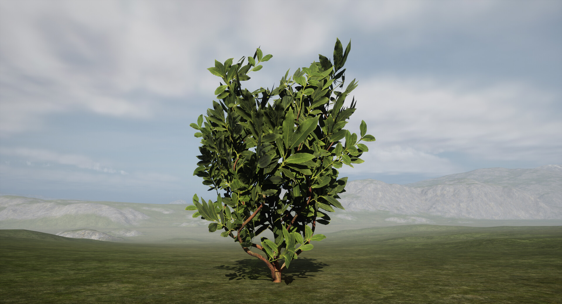 Miriam Kieri - Bay Leaf Shrub