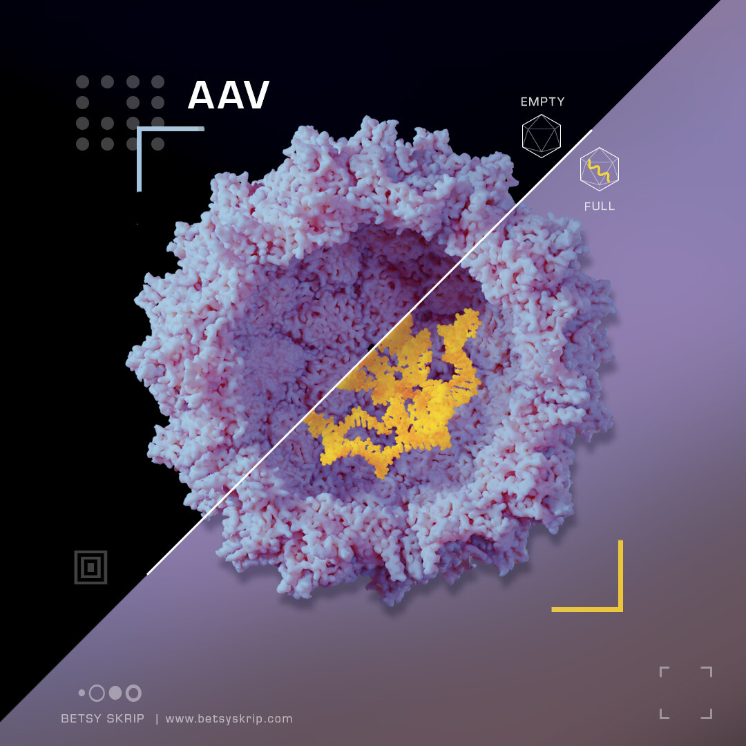 Betsy Skrip - Adeno-associated virus