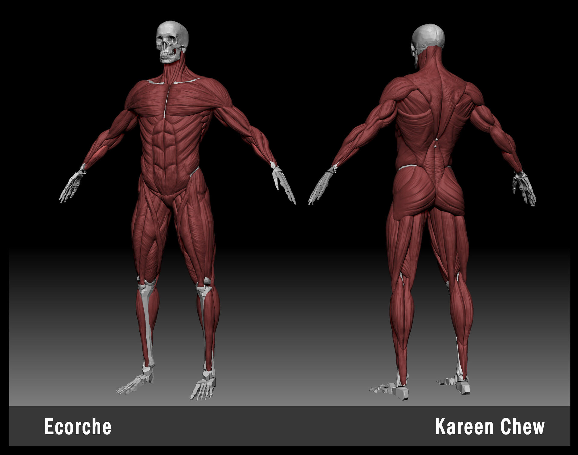 ArtStation - Ecorche (Muscle study)