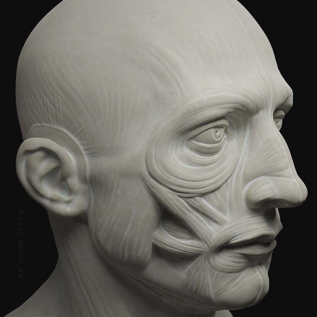 ArtStation - Anatomical Bust