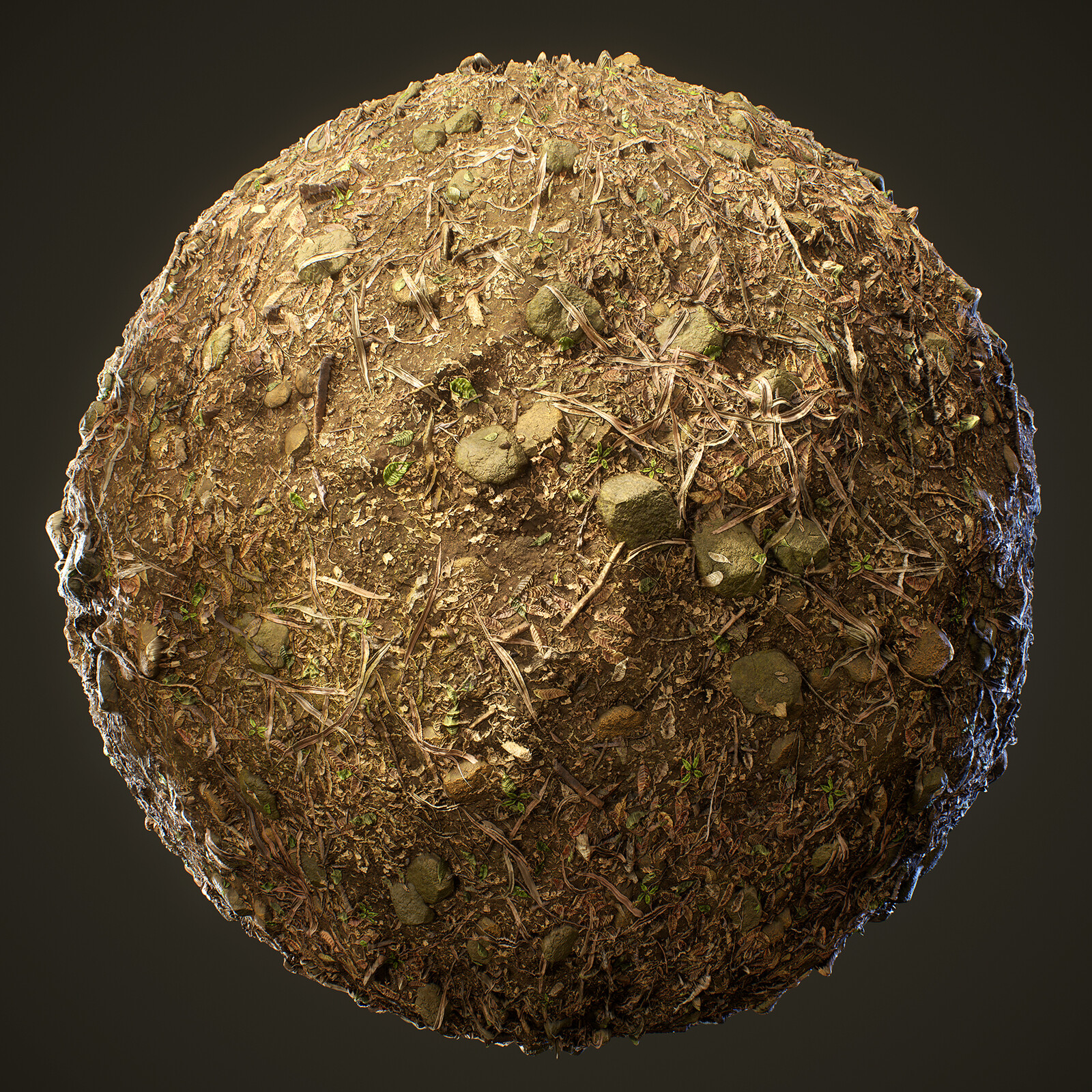 Chun Wei Ong - Tropical Forest Ground