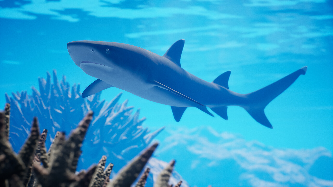 Jun - Whitetip reef shark