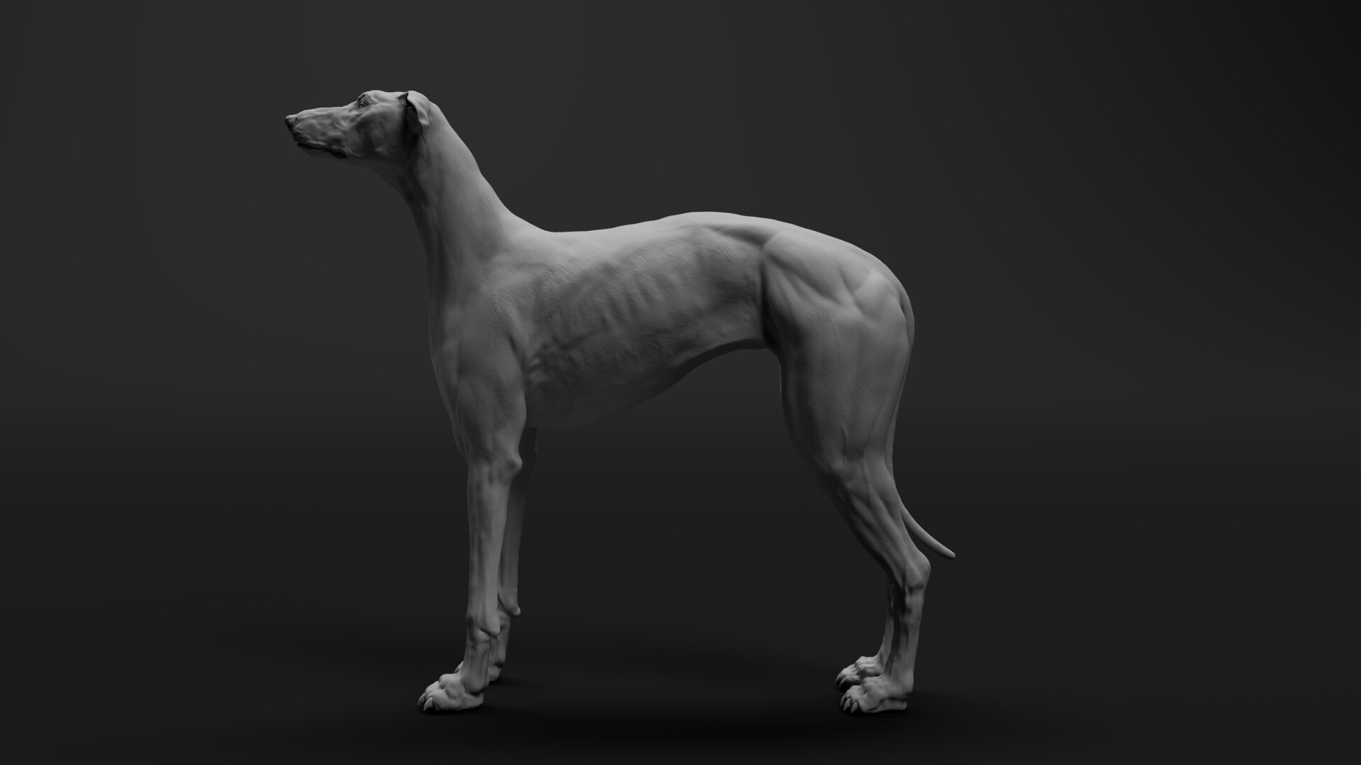 ArtStation - Greyhound sculpting
