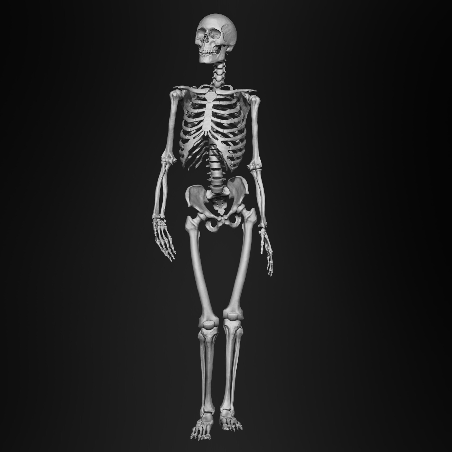 ArtStation - Human Skeleton (Bones study) {Learning Work}