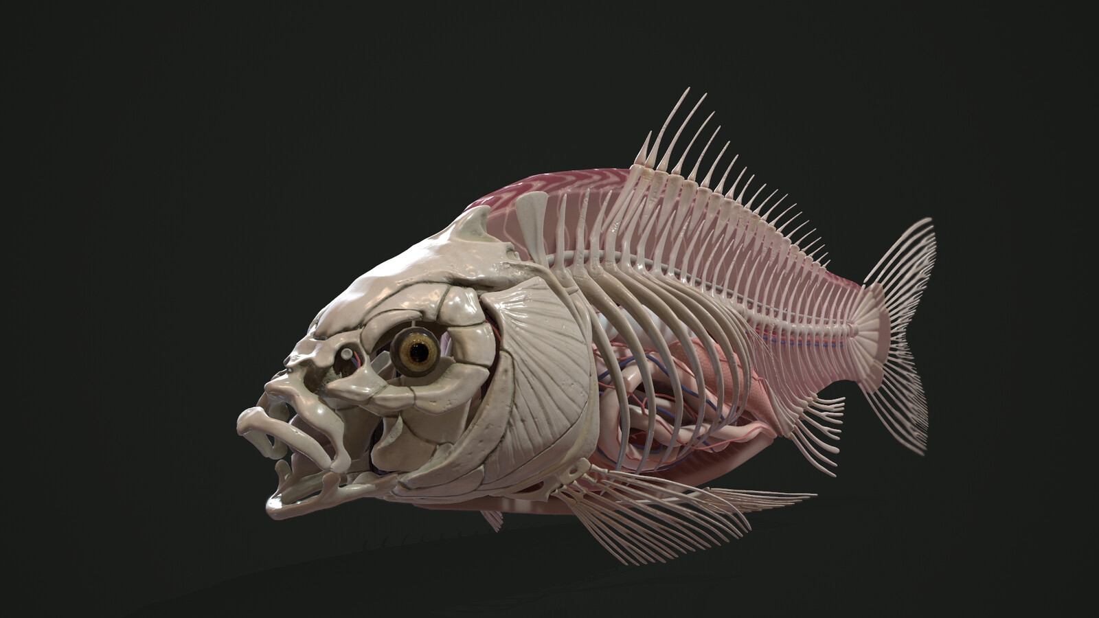 Sergey Egelsky - Carp Fish Anatomy