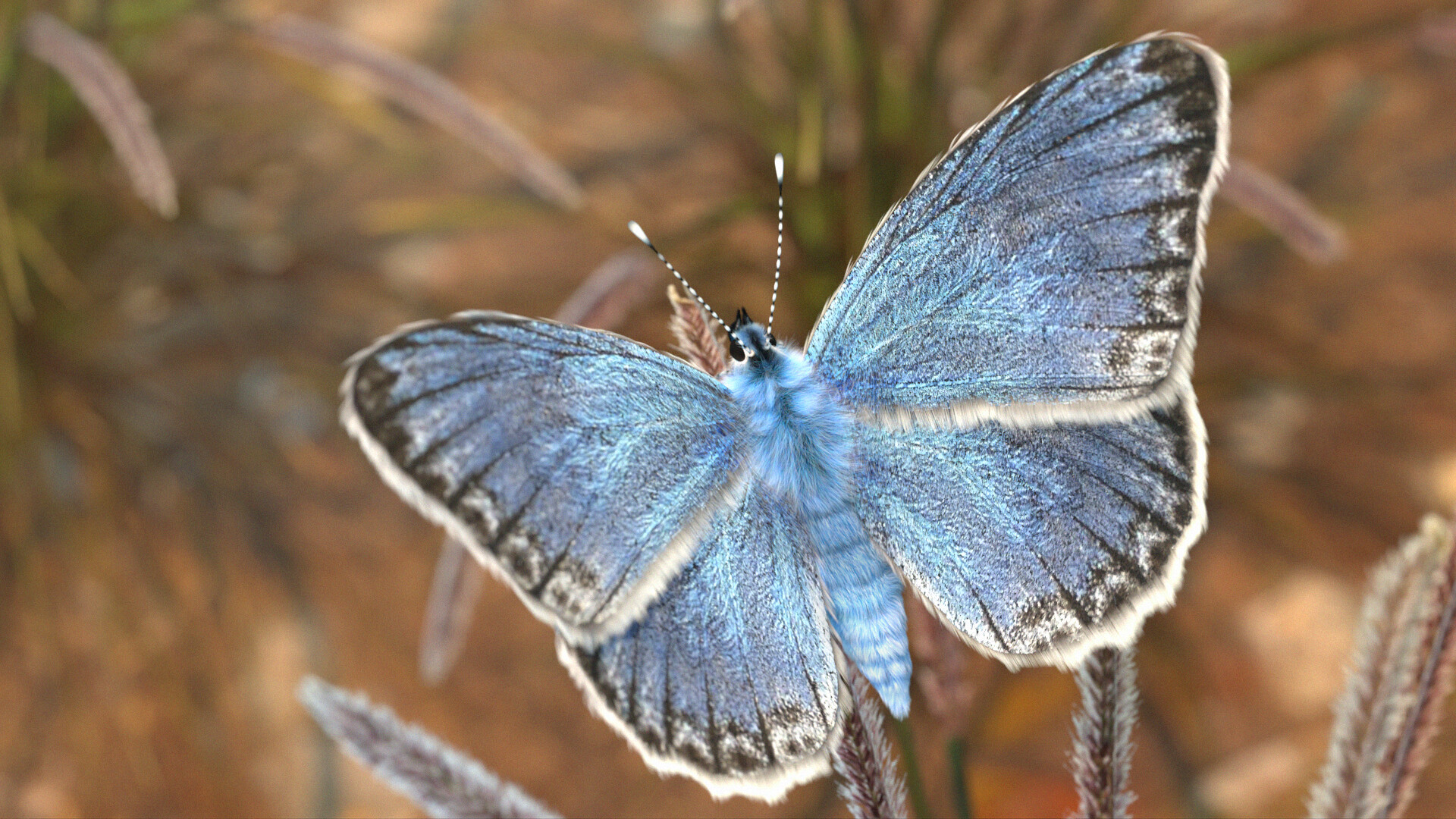ArtStation - Polyommatus icarus (Argus Bleu)