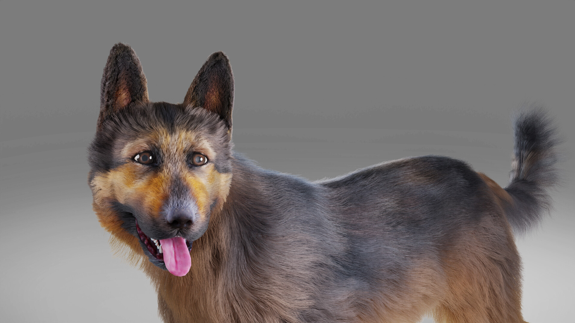 ArtStation - Fur German Shepherd Rigged