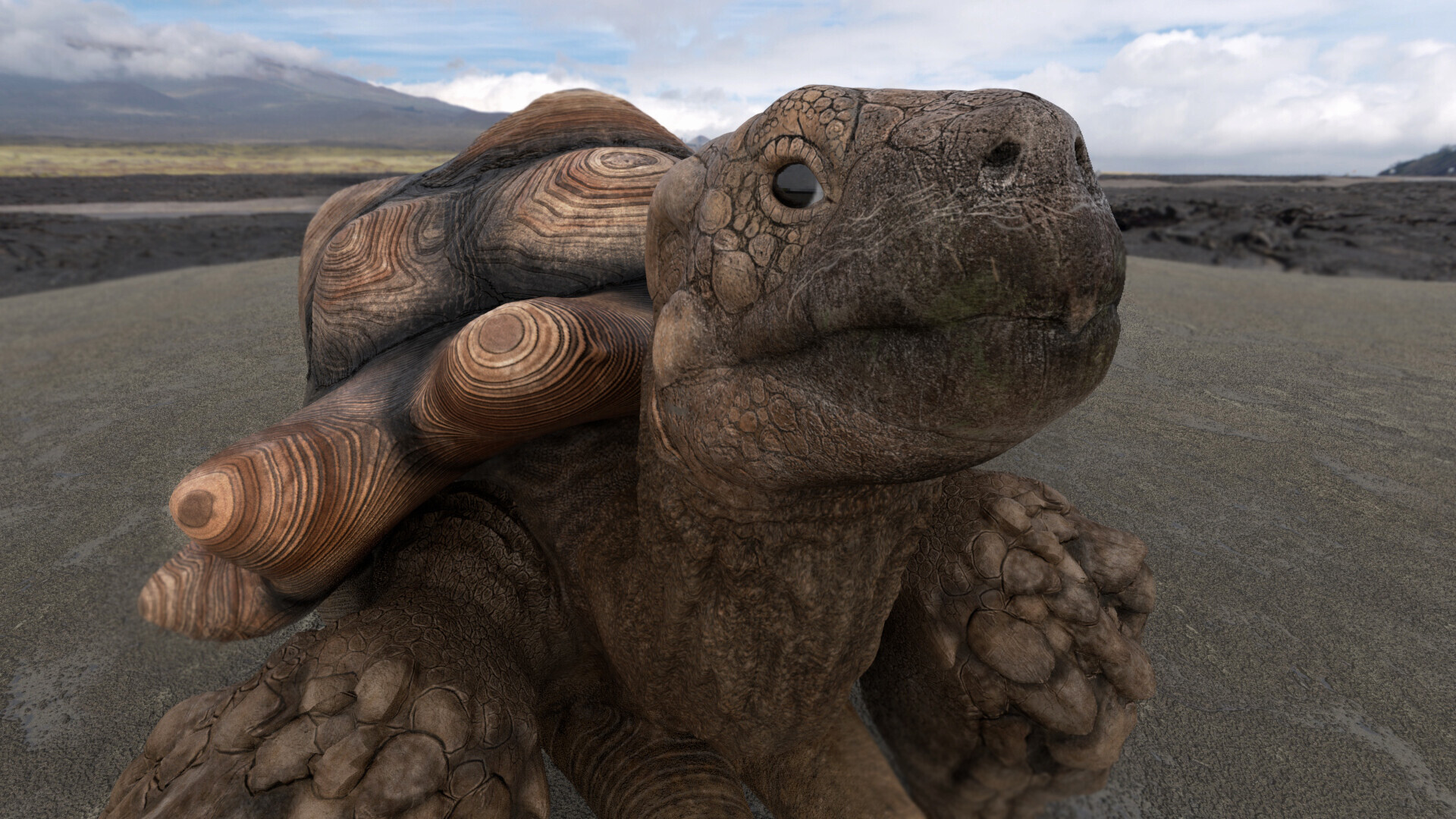 ArtStation - Turtle 3D modeling