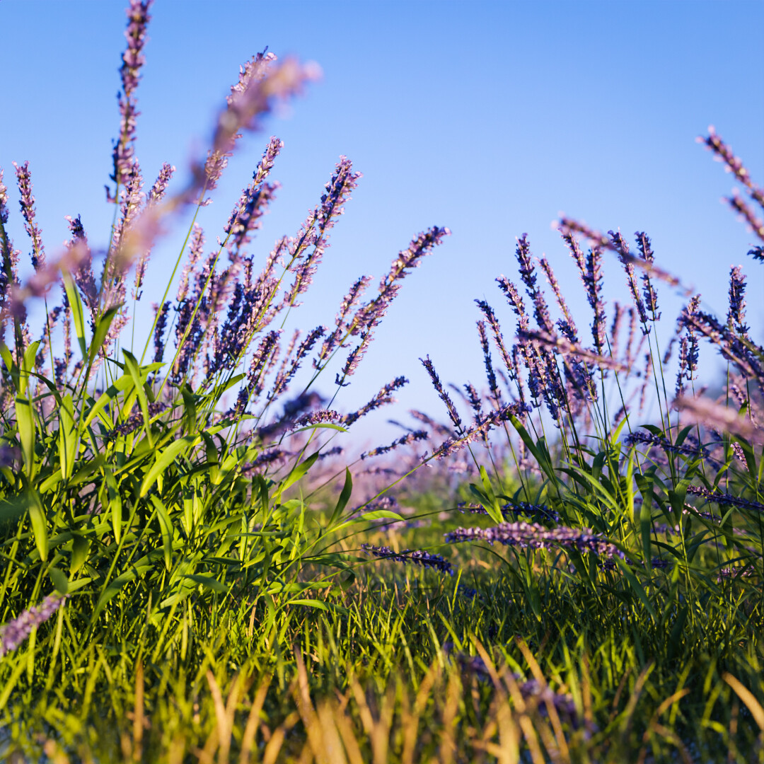 ArtStation - grass field