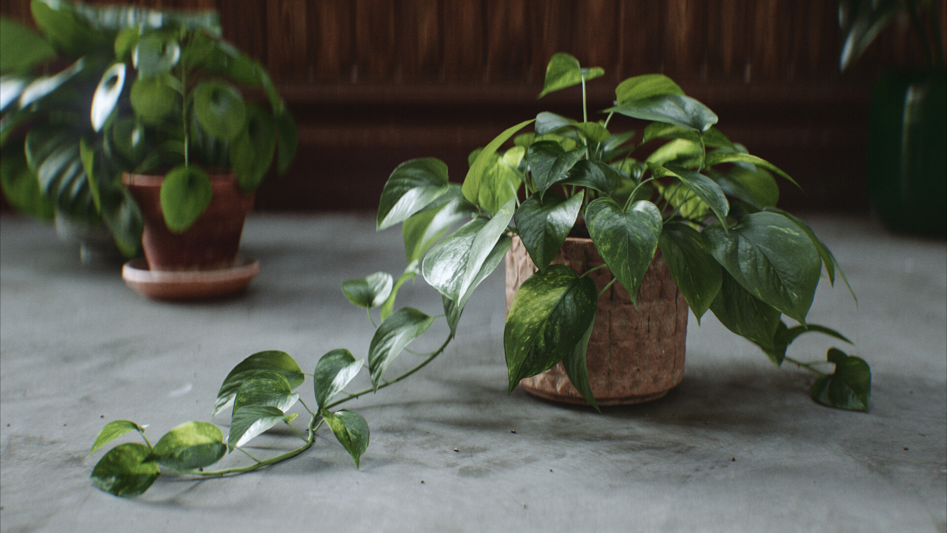 ArtStation - 3D scanned plants - Epipremnum aureum