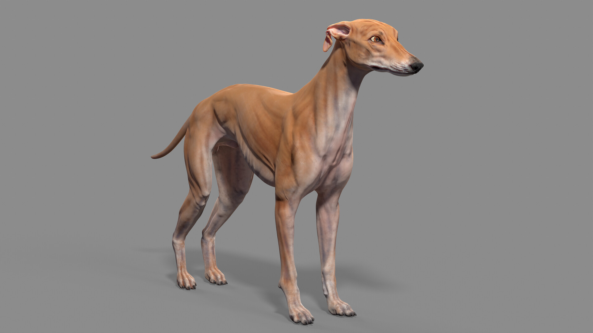 ArtStation - Greyhound
