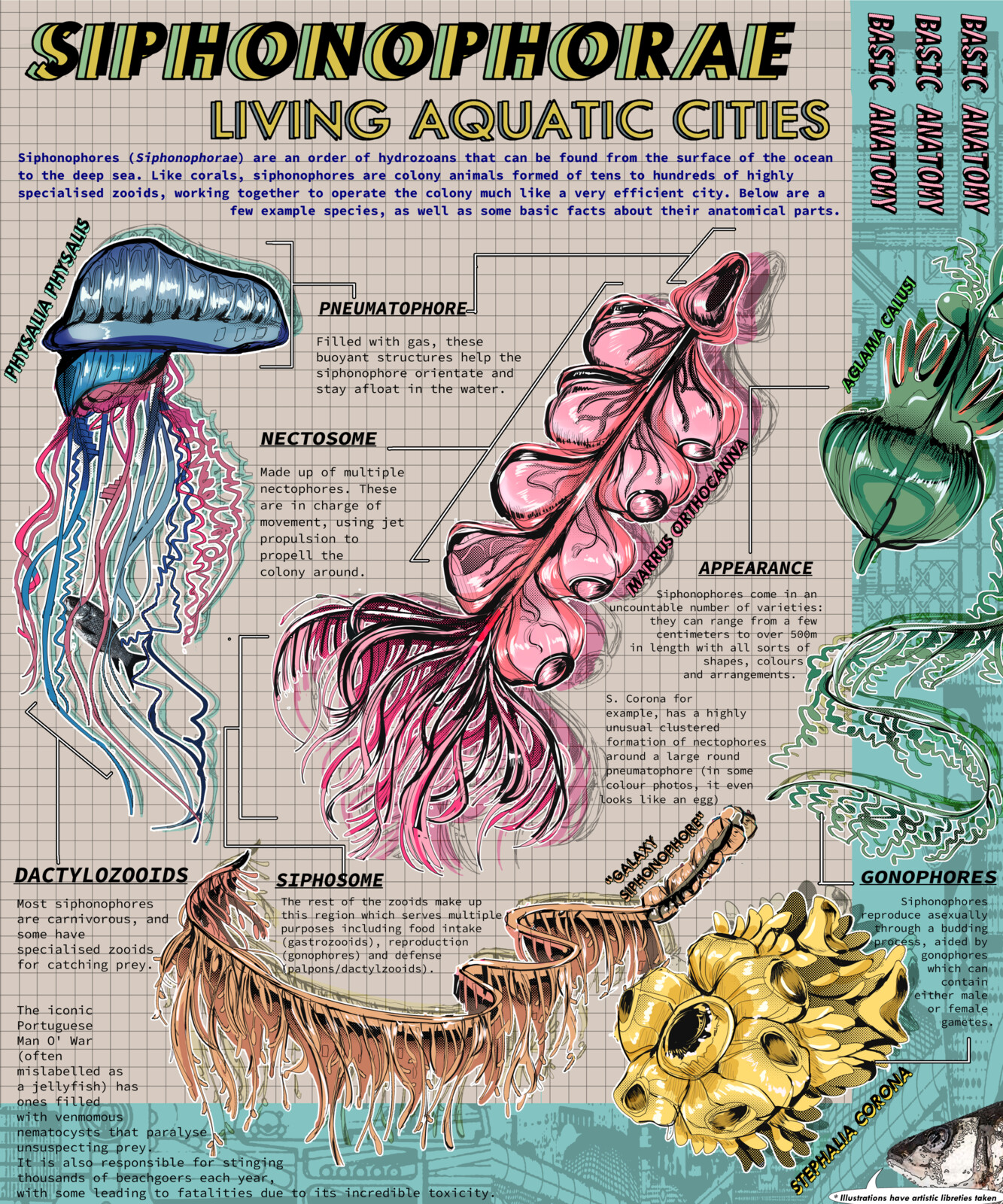 Summer Chiuh - Siphonophore Infographic