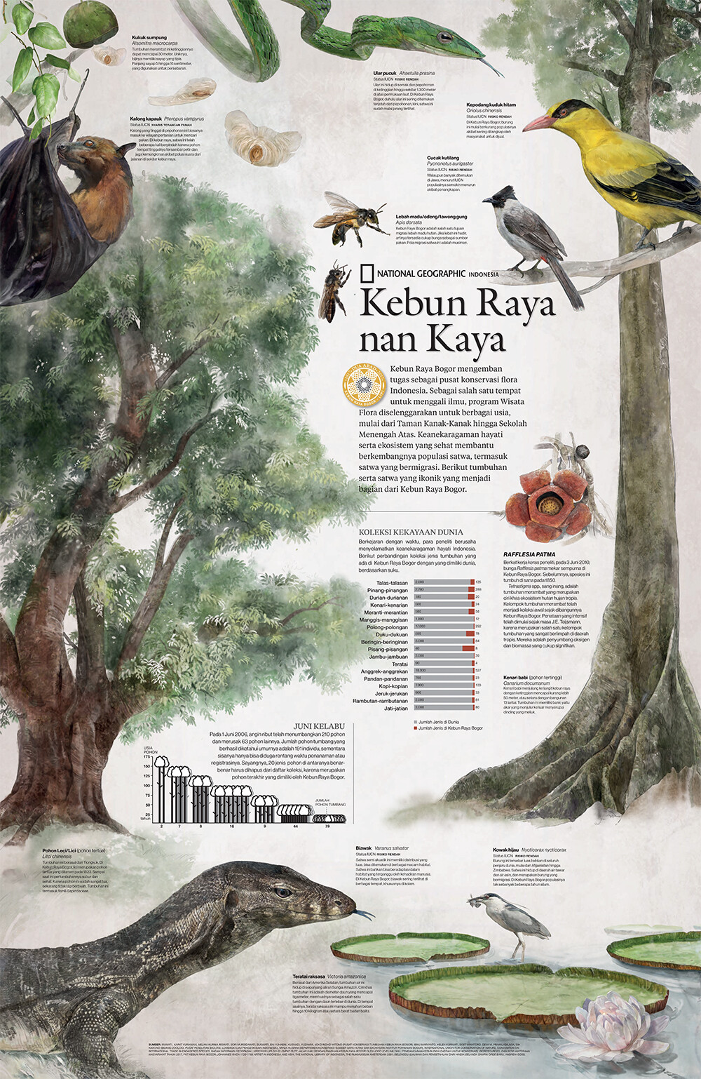 Sandy Lee - National Geographic Indonesia - Kebun Raya Bogor