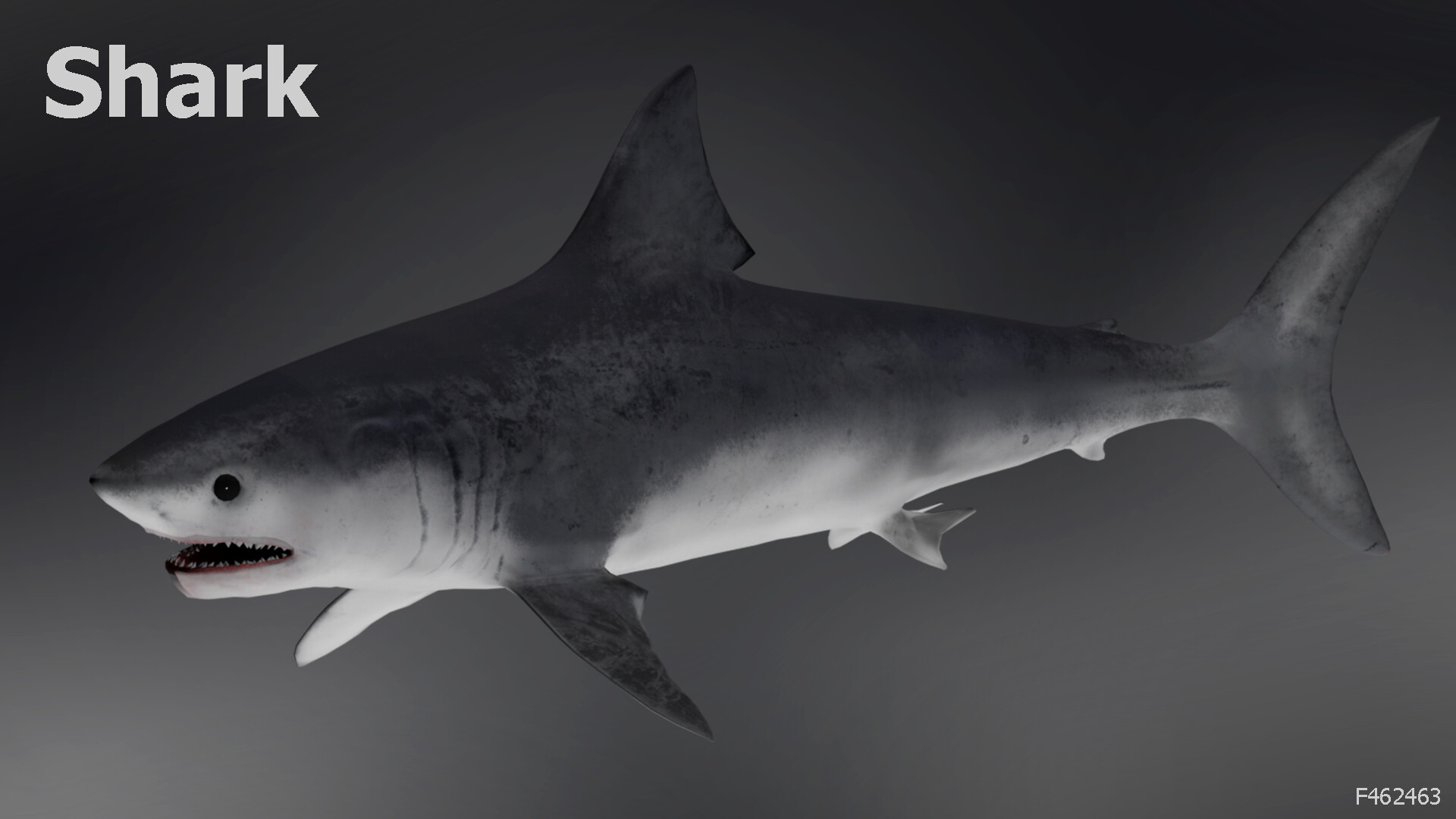 ArtStation - Shark
