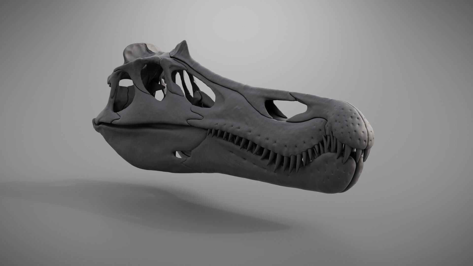 Baryonyx Skull