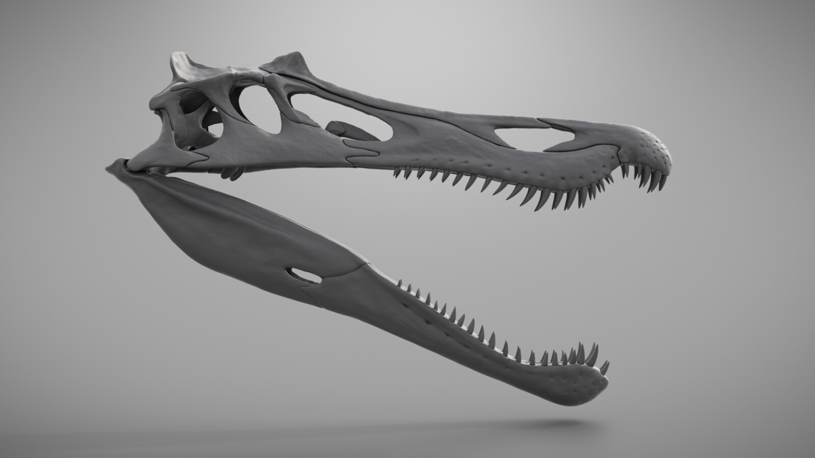 Oakyere - Baryonyx Skull