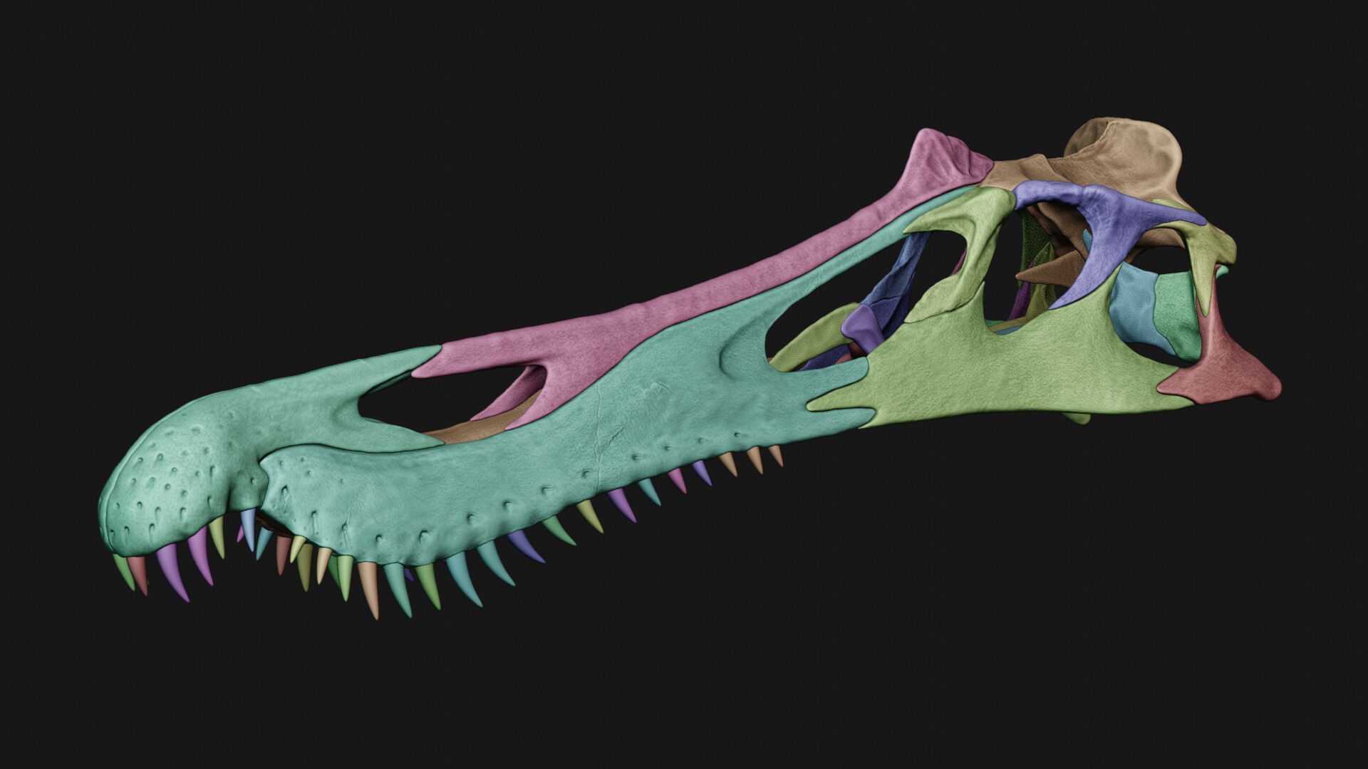 Baryonyx Skull