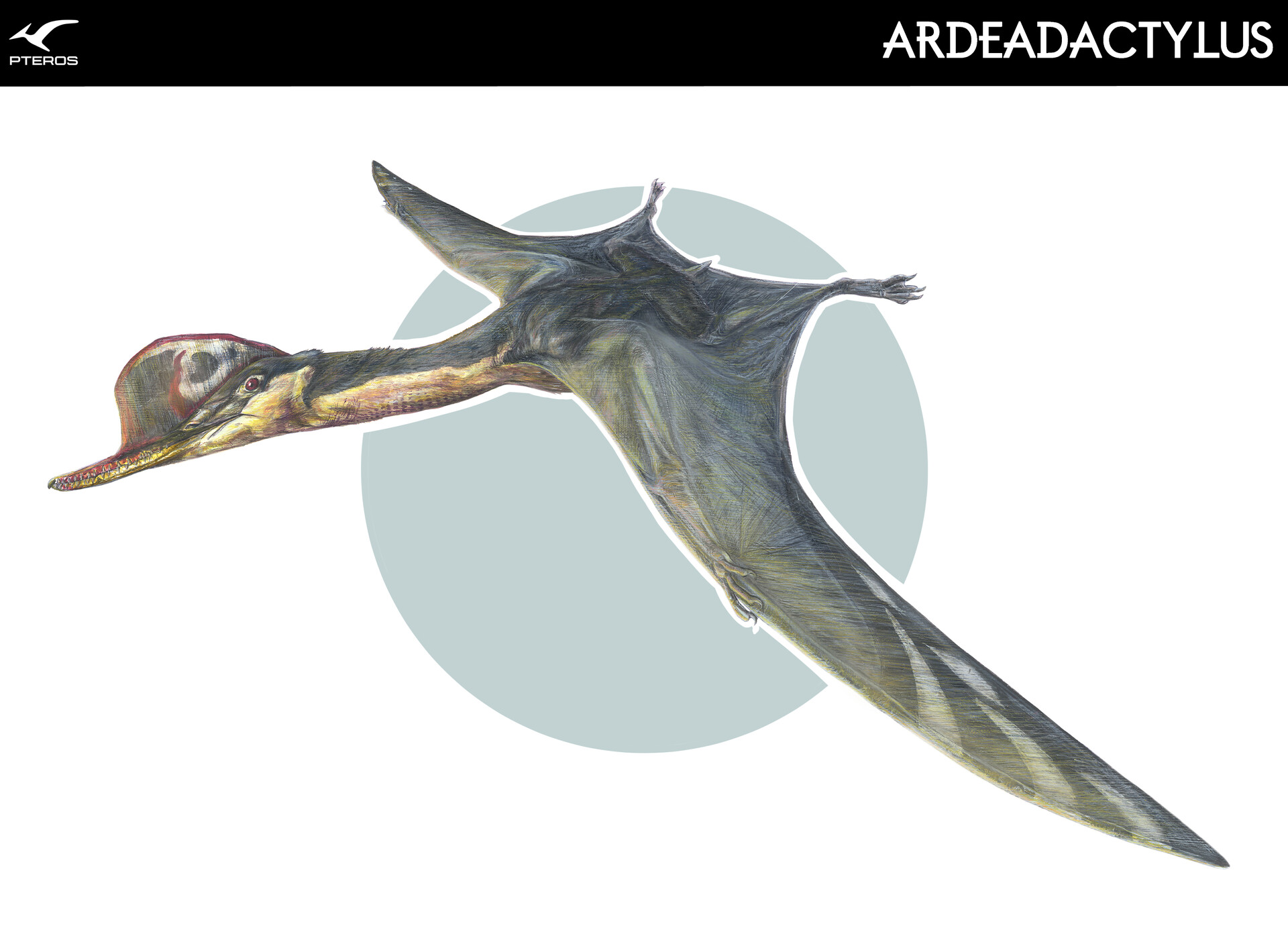 ArtStation - Pteros_Ardeadactylus longicollum